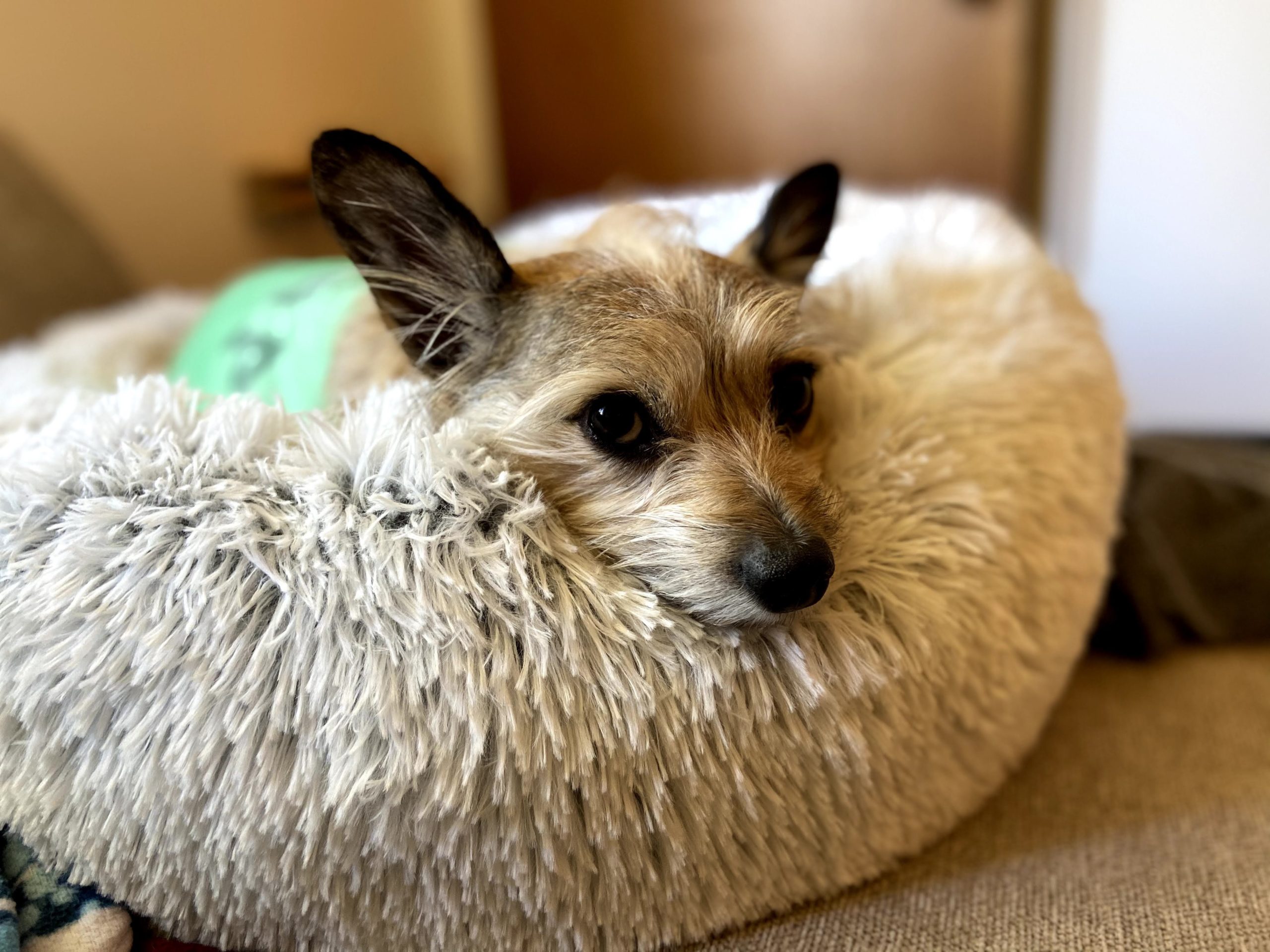 tackyspoons – Crafts, content strategy, flatware, and dogs. Not ...