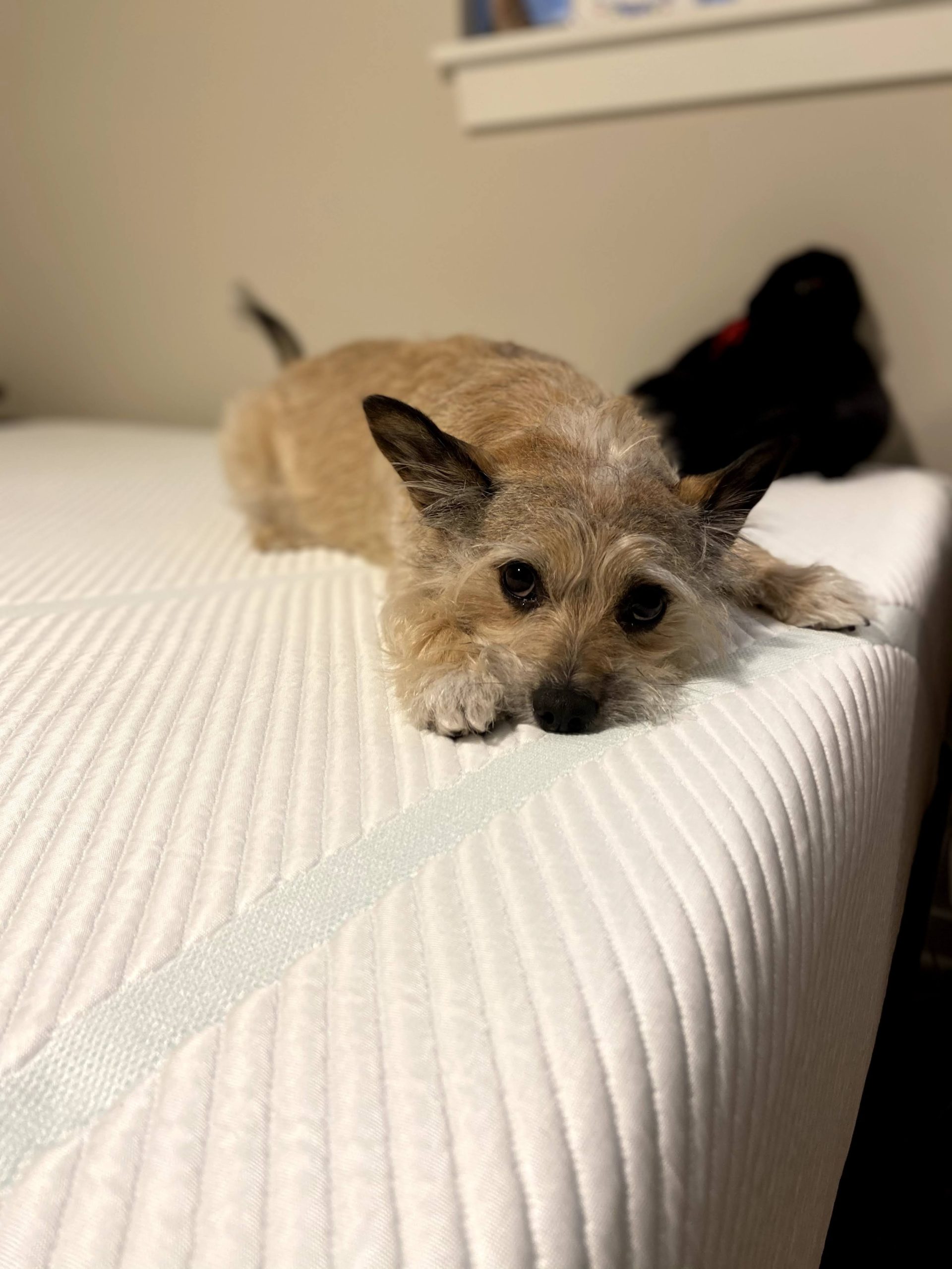 tackyspoons – Crafts, content strategy, flatware, and dogs. Not ...